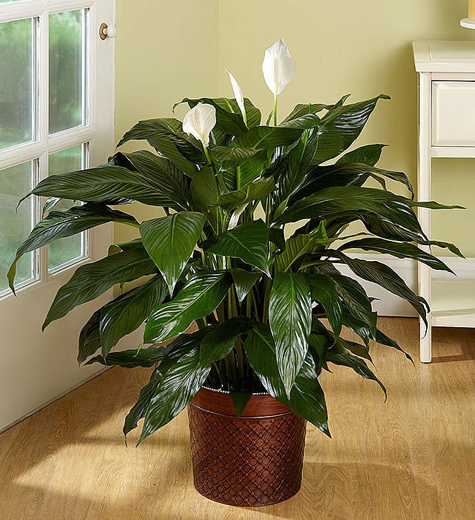 Spathiphyllum Floor Plant for Sympathy | 1800FLOWERS.COM Spathiphyllum Floor Plant for Sympathy | 1800FLOWERS.COM