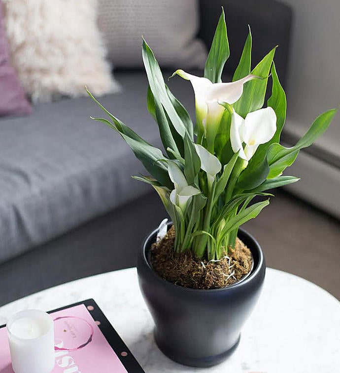 Loving Memory White Calla Lily | 1800Flowers.com - 101199