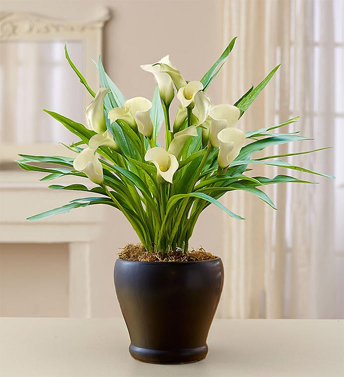 Sophisticated White Calla Lily | 1800FLOWERS.COM-101198