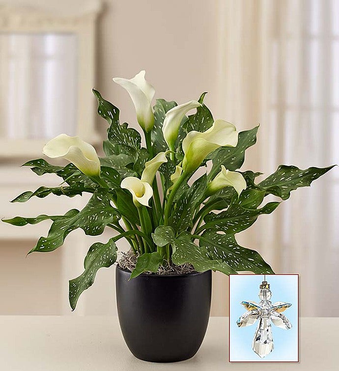 Loving Memory White Calla Lily | 1800Flowers.com - 101199