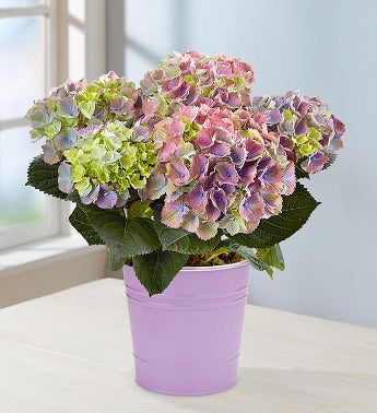 Easter Flowers & Arrangements | Easter Flower Delivery | 1800Flowers