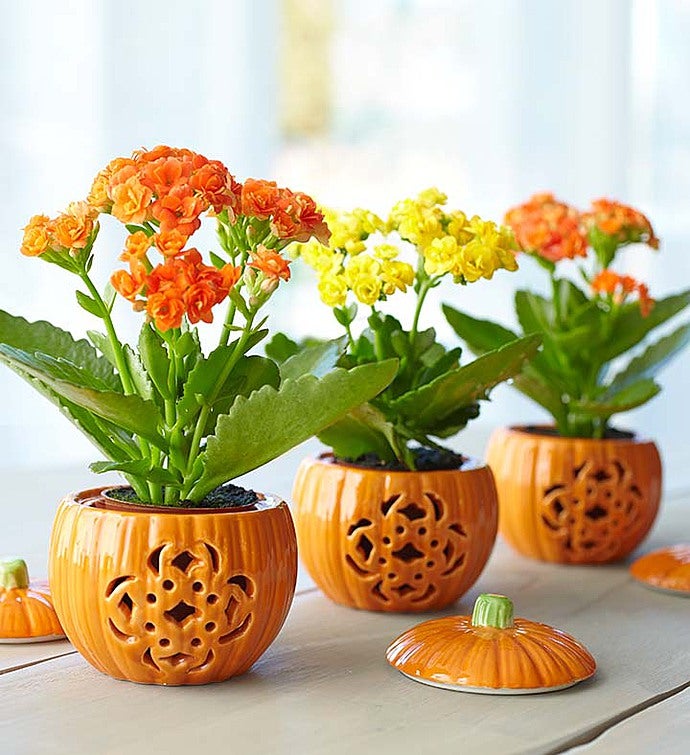 Fall Gifts | Seasonal Autumn Gifts | 1800Flowers.com