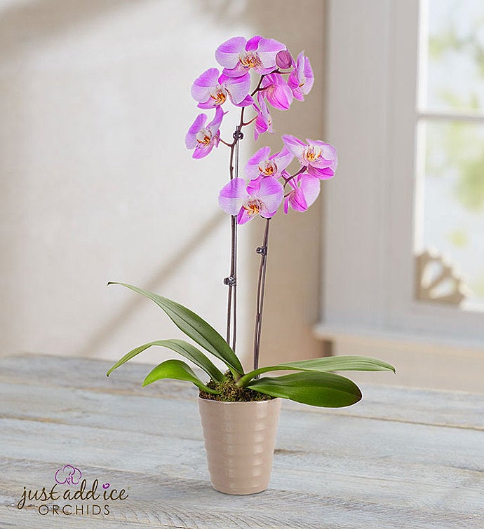 Orchids | Orchid Bouquets | 1-800-FLOWERS.COM