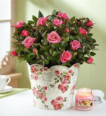 Sympathy Plants | Memorial Plants & Arrangements | 1800Flowers