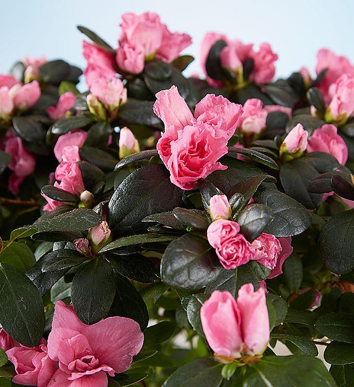 Pretty Pink Azalea | 1800Flowers.com - 157164