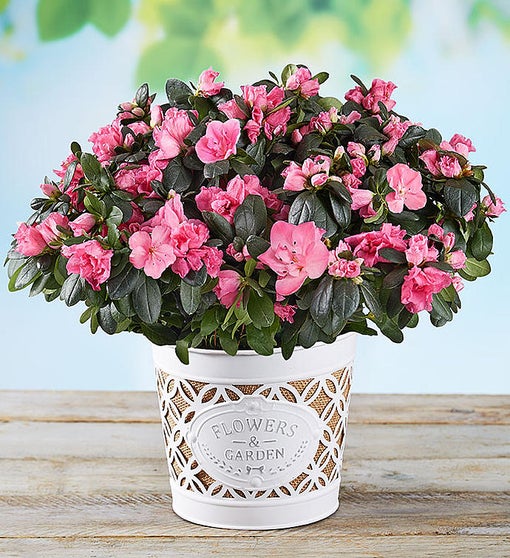 Pretty Pink Azalea | 1800Flowers.com - 157164