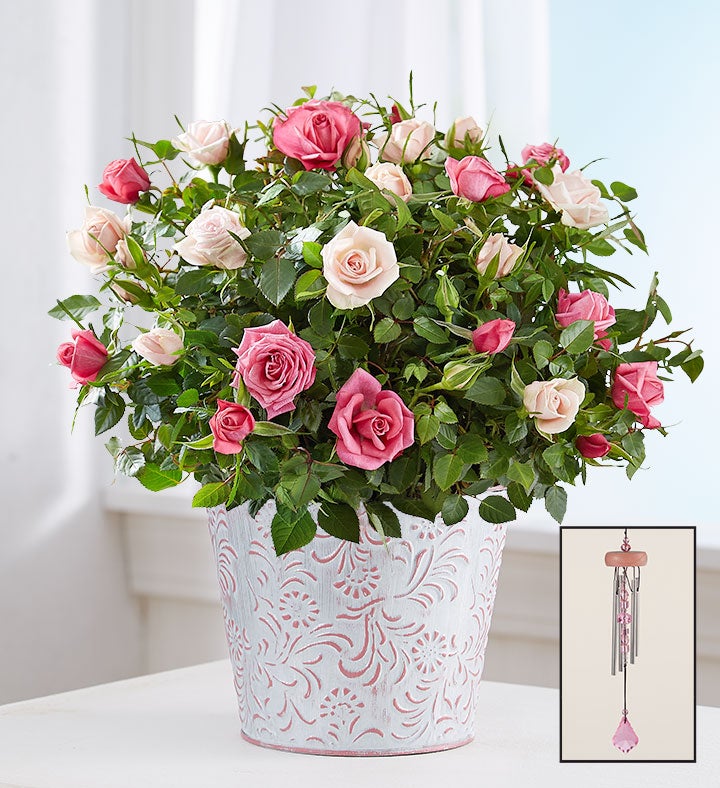 Elegant Bi-Color Rose Garden | 1800flowers.com