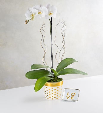 Orchid Flowers, Plants, Bouquets & Arrangements Delivery | 1800Flowers