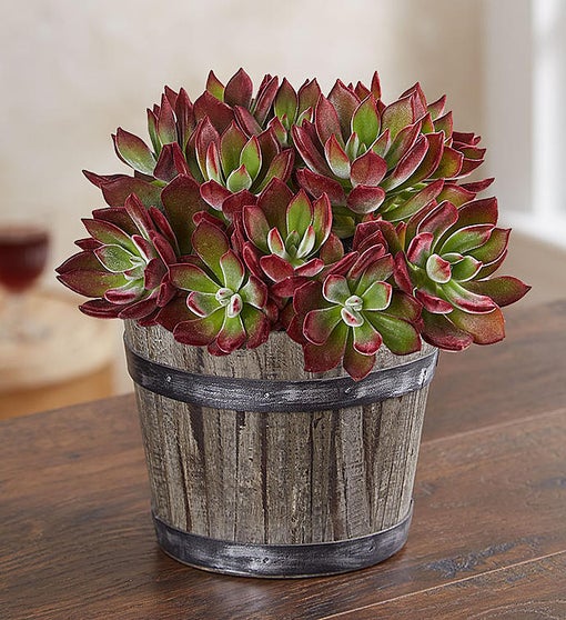 Devotion™ Echeveria | 1800Flowers.com - 157325