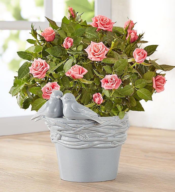 Love Birds Pink Rose Plant | 1800flowers.com