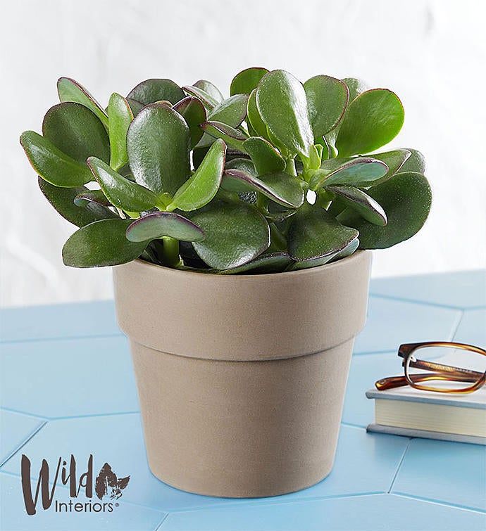 Large Jade Succulent by Wild Interiors®
