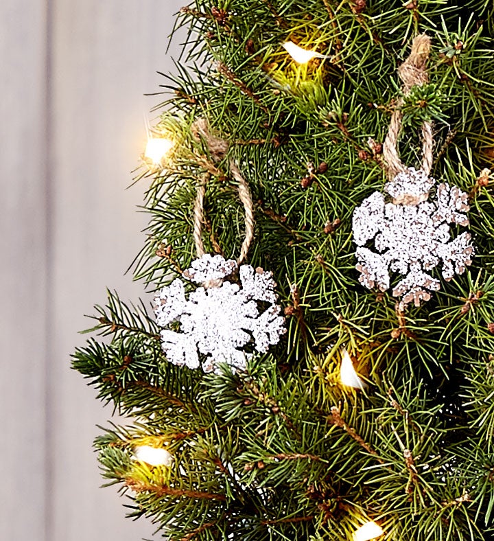 Christmas Tree Farm Spruce | 1800Flowers.com - 157569