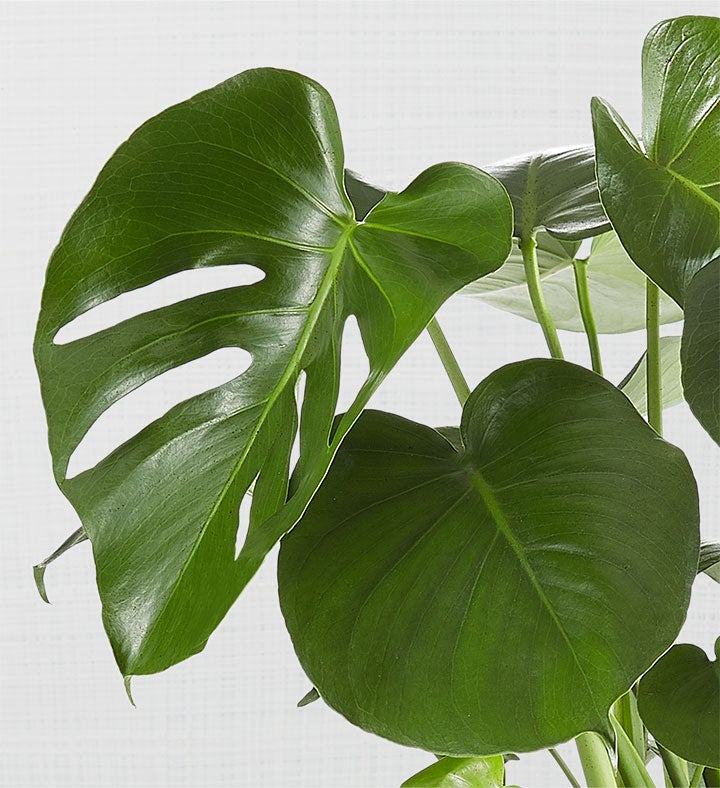 Monstera Deliciosa Floor Plant