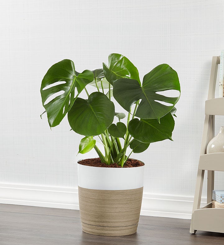 Monstera Deliciosa Floor Plant