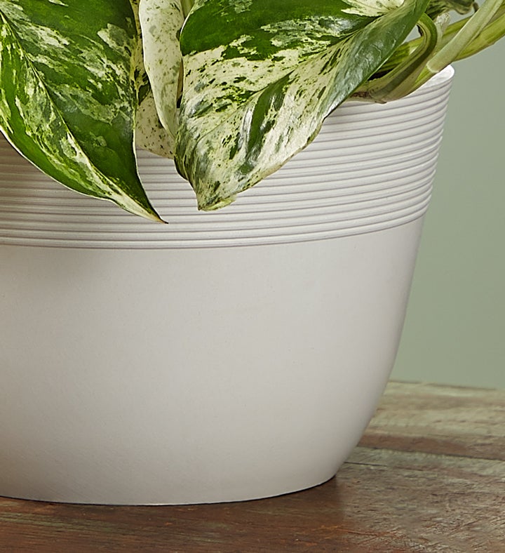 Marble Queen Pothos Plant | 1800flowers.com