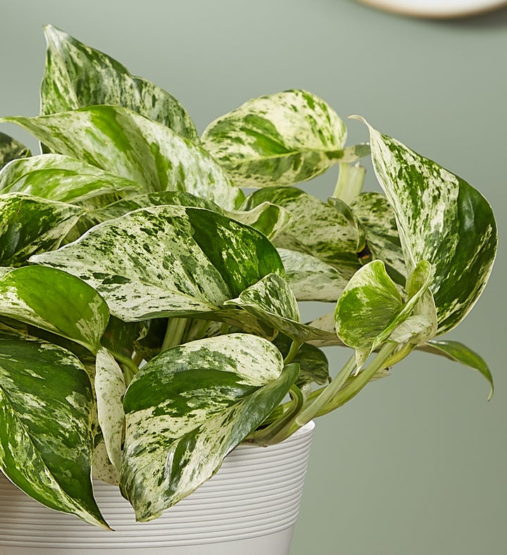 Marble Queen Pothos Plant | 1800flowers.com