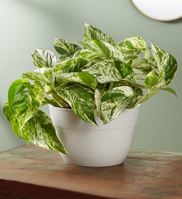 Marble Queen Pothos Plant | 1800flowers.com