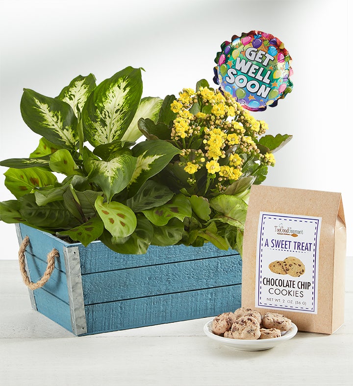 Potted Flower Delivery | Flowering Plants Delivered | 1800Flowers