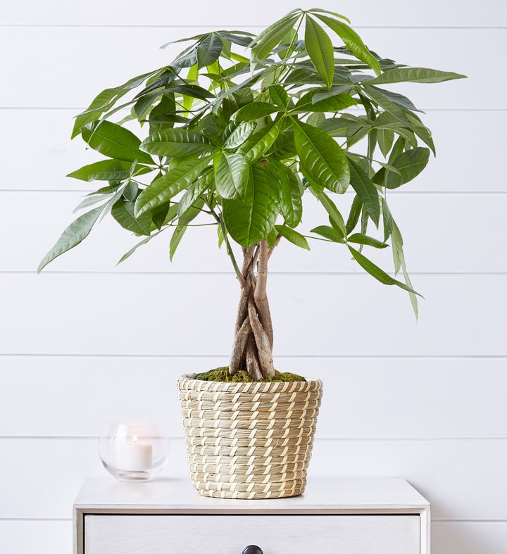 The Money Tree and Its Luck | The Table by Harry & David