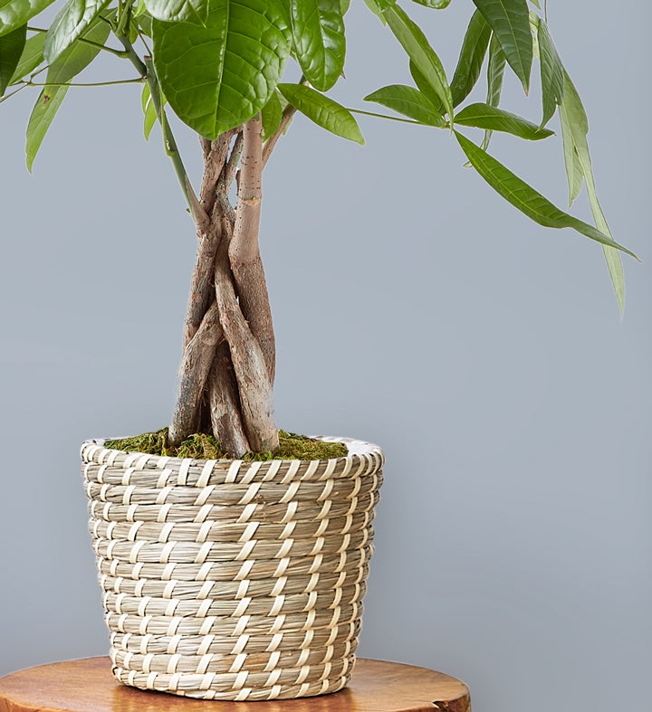 Money Tree for Sympathy | 1800Flowers.com