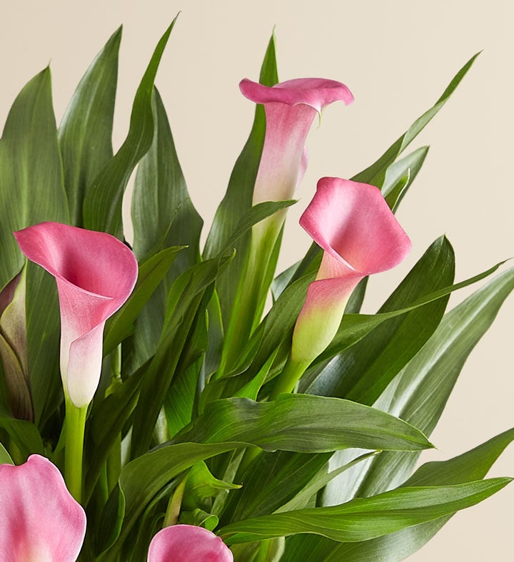 Pink Calla Lily in Natural Wrap | 1800Flowers.com
