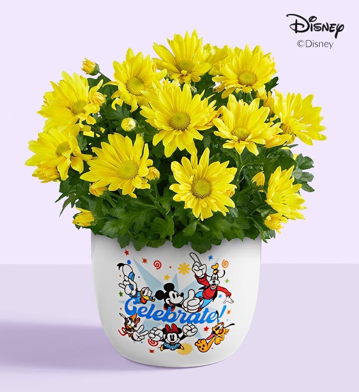 Daisy Facts, History, & Symbolism | Petal Talk