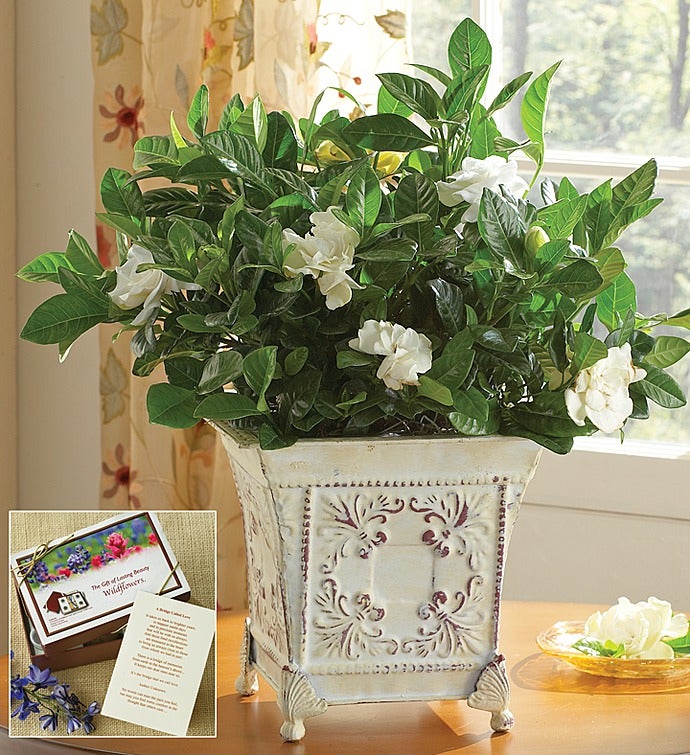 Grand Gardenia™ for Sympathy | 1-800-FLOWERS.COM - 18569