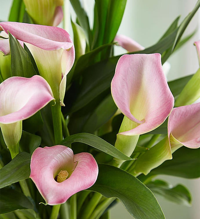 Elegant Calla Lily from 1-800-FLOWERS.COM-18747