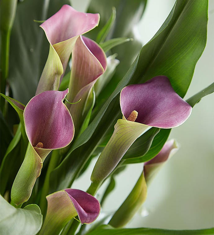 Elegant Calla Lily from 1-800-FLOWERS.COM-18747