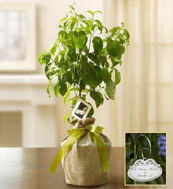 Memorial Trees and Sympathy Tree Gifts | 1800Flowers