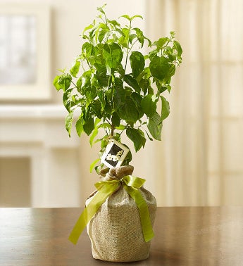 Memorial Trees: Sympathy & Remembrance Trees for Funeral | 1800Flowers