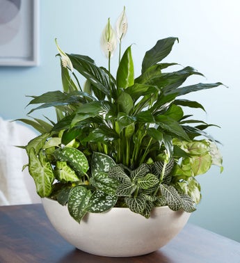 Dish Garden Plants & Succulent Dish Gardens for Delivery | 1800Flowers