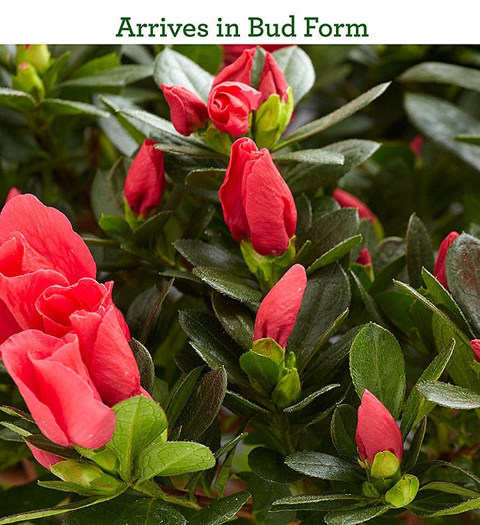 White Azalea for Southern Living® Sympathy | 1800flowers.com